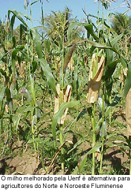 Planta De Milho De Campo Plantas De Milho Novas Em Um Campo Agrícola